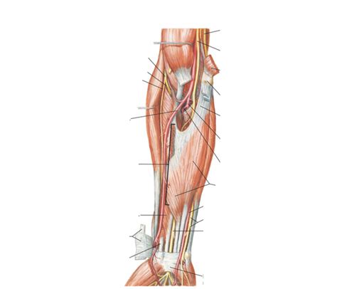 Anterior Forearm Muscles Diagram Quizlet