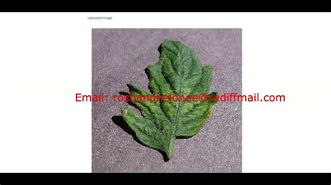 python code for tomato leaf disease detection using image processing plant disease