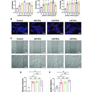 AT EVs Promoted Cell Activity Proliferation And Migration Of HaCaTs