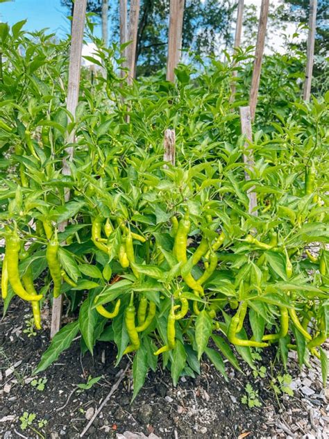 How To Grow Chili Peppers Artofit