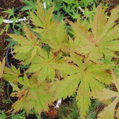 Beni Kawa Japanese Maple For Sale At Maples N More Nursery