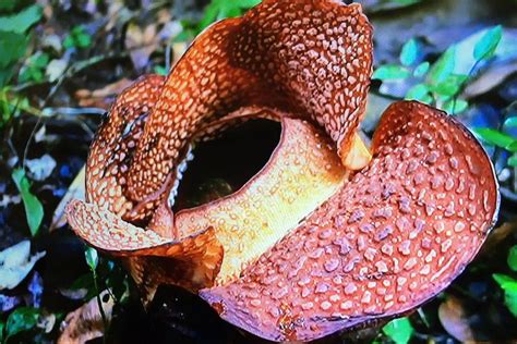 Foto Rafflesia Yang Mekar Di Kebun Raya Bogor Boleh Dilihat Pengunjung