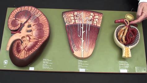 Kidney Model Renal Corpuscle Youtube