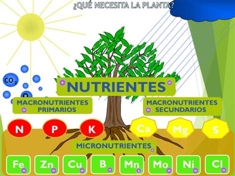 Micronutrientes Esenciales En La Plantas