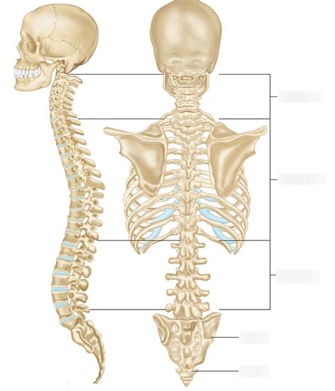 Chapter Spine Diagram Quizlet