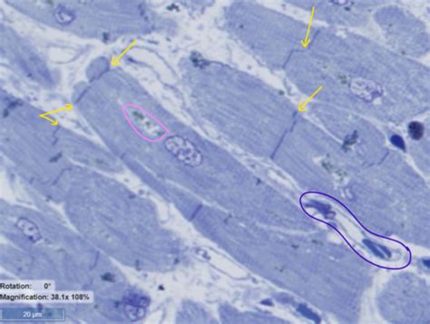 Histologie Tissus Musculaires Flashcards Quizlet