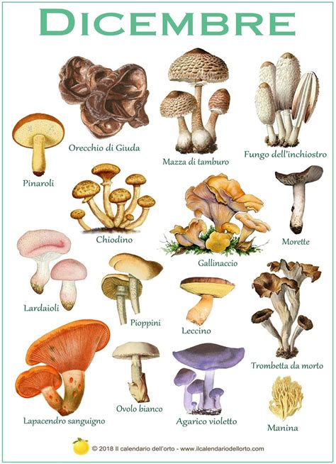 Il calendario dei funghi commestibili più comuni in Italia BRICIOLE