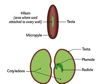 Plant Embryo Epicotyl