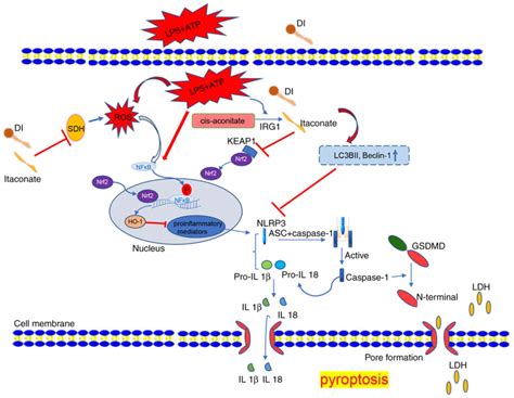 Dimethyl Itaconate Inhibits LPSinduced Microglia Inflammation And