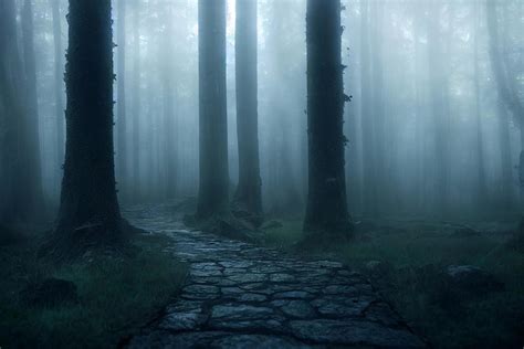 Paisaje De Bosque De Niebla Embrujado Con Fondo Oscuro De Camino