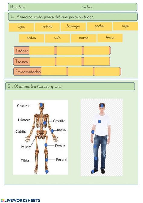Articulaciones Ficha Interactiva Cuerpo Humano Para Nios