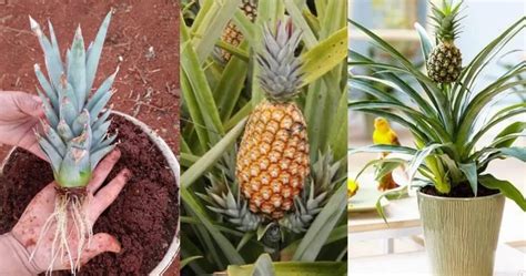 Aquí se explica cómo cultivar una piña a partir de las sobras trucos