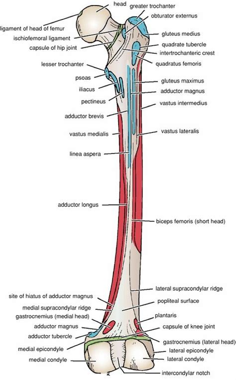Clear Version Of Femur And It S Attachments Anatomy Bones Gross