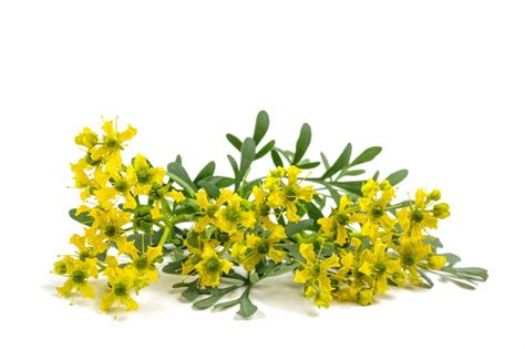 10 Beneficios De La Ruda Sorprendentes Para Tu Salud