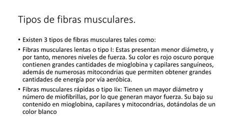 Tipos De Fibras Musculares