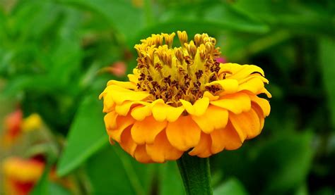 Zinnia Blomma Gul Gratis foto på Pixabay Pixabay