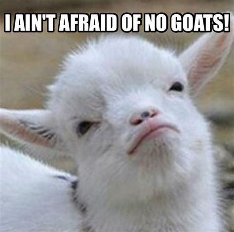 White Goat Memes