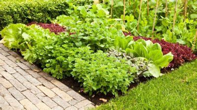 Grupo Mundo Verde tu vivero en México Grupo Viverista Mundo Verde