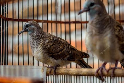 3 Cara Mudah Membedakan Perkutut Jantan Dan Betina Pemula Wajib Tahu