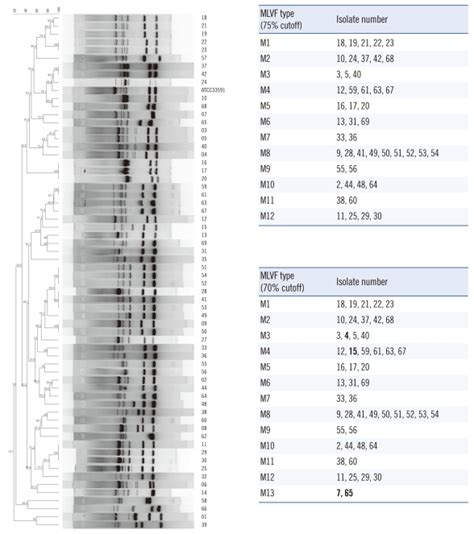 multiple locus variable number tandem repeat fingerprinting mlvf download scientific diagram