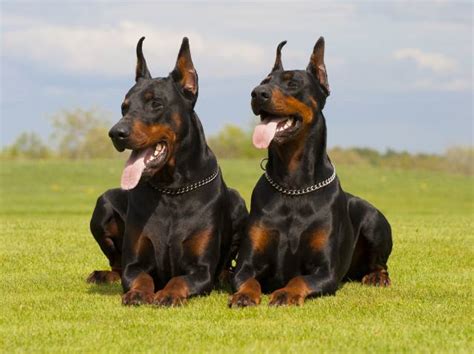 Les 30 Races De Chien Les Plus Populaires Au Monde