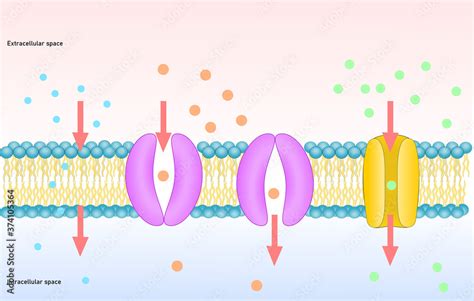 Simple Diffusion Vs Facilitated Diffusion