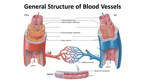 Structure Of Blood Vessels Diagram Quizlet