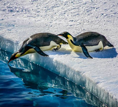 Emperor Penguin World Birds