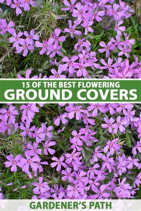 15 Of The Best Flowering Ground Covers Gardeners Path