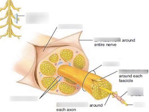 Nerve Structure Diagram Quizlet
