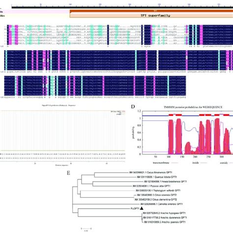 Protein Structure And Phylogenetic Analysis Of PoGPT1 A Conserved