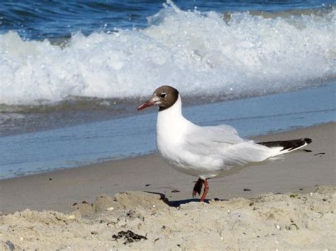 Kostenlose Foto Strand Meer K Ste Wasser Natur Winter Vogel