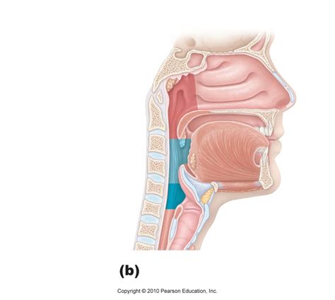 Pharynx Larynx And Upper Trachea Diagram Quizlet