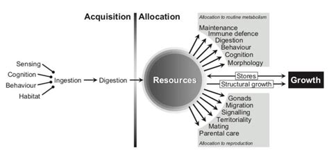 resource acquisition left and allocation right are both adaptive download scientific