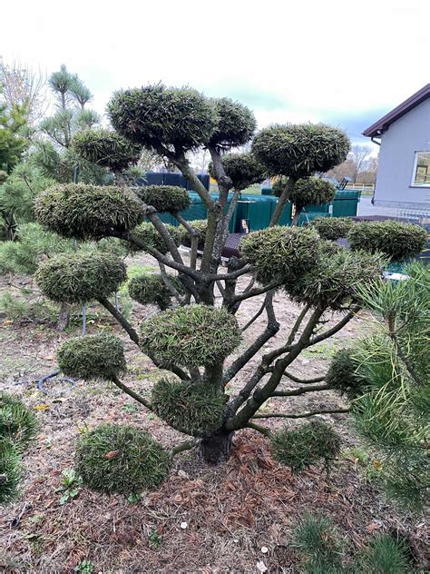 Drzewko Bonsai Sosna czarna pospolita karłowa Kramsk OLX pl
