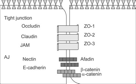 Apical Junctional Complexes The Ajc Includes Adherent Junctions Ajs
