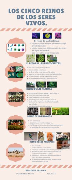 Los Cinco Reinos De Los Seres Vivos LOS CINCO REINOS DE LOS SERES