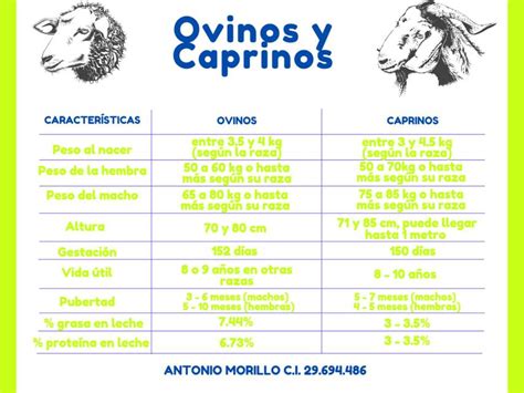 Cuadro Comparativo Ovinos y Caprinos Arienis Uzcátegui uDocz