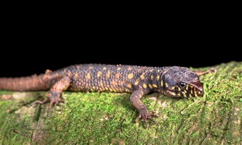 19 Interesting Yellow Spotted Lizard Facts Facts Net