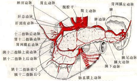 正常人体结肠解剖图 人体解剖图 医学图库