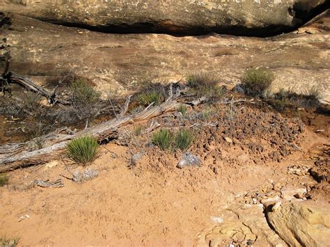 Cryptobiotic Soil Cryptobiotic Soil Is A Biological Soil C Flickr