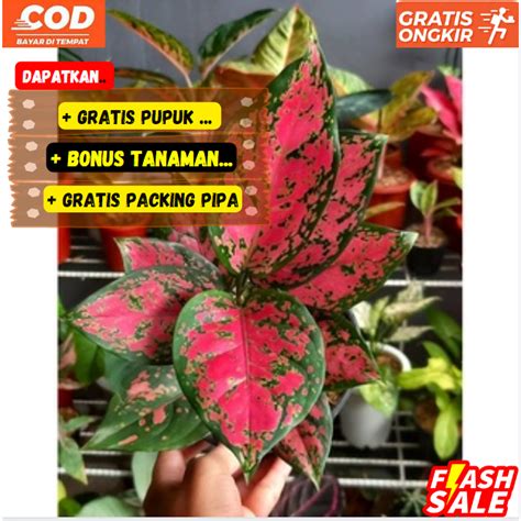 Jual Aglonema Tanaman Hias Dut Anjamani ASLI Full Merah Shopee
