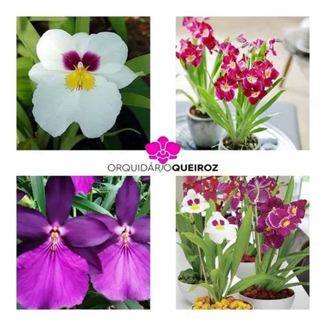 Kit Mudas De Orquidea Miltonia Especies Lindas Frete Gr Tis