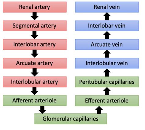 Exam 4 Pathophysiology Flashcards Quizlet