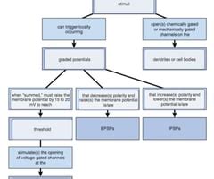 Complete The Concept Map To Describe Graded Potentials