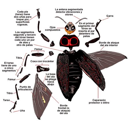Parte De Un Insecto Icarito