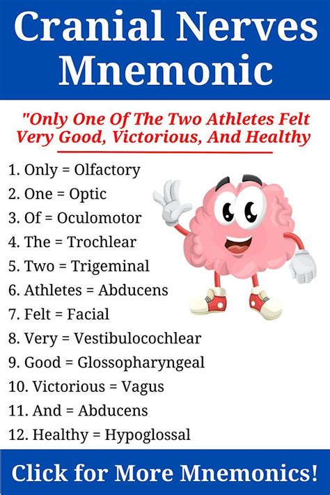 Cranial Nerves Mnemonic How To Remember Anatomy In 2022 Cranial