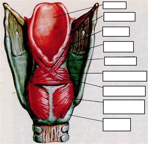Intrinsic Ms Of Larynx Diagram Quizlet