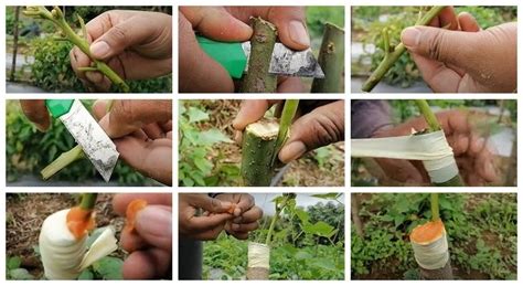 Plantar Gardens Avocado Tree Avocado Seed Vegetables