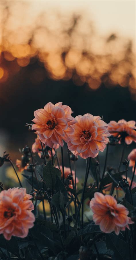 Cute Aesthetic Flower Wallpapers Top Free Cute Aesthetic Flower